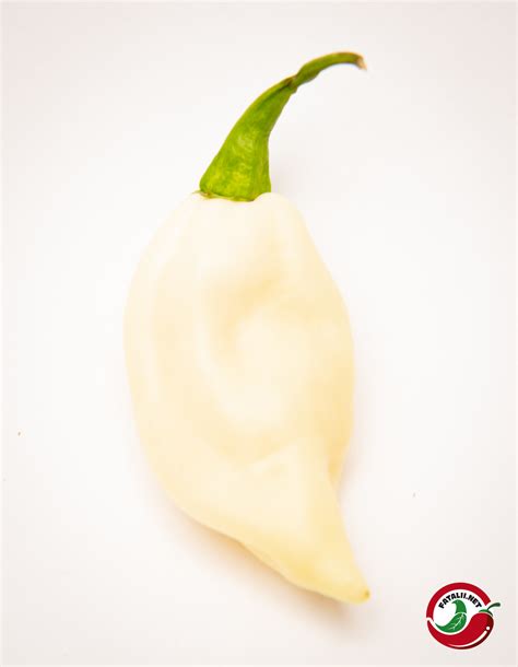 White Fatalii Fatalii Seeds
