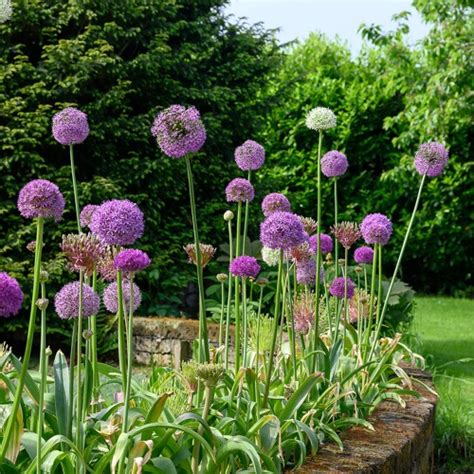 Bubble Blend Allium Mix 12 Bulbs Ready For Planting Now In Uk Autumn