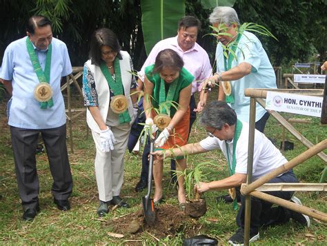 Bamboo Tree Planting