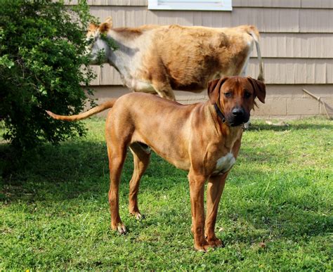 Glass Creek Rhodesian Glass Creek Rhodesian Ridgebacks