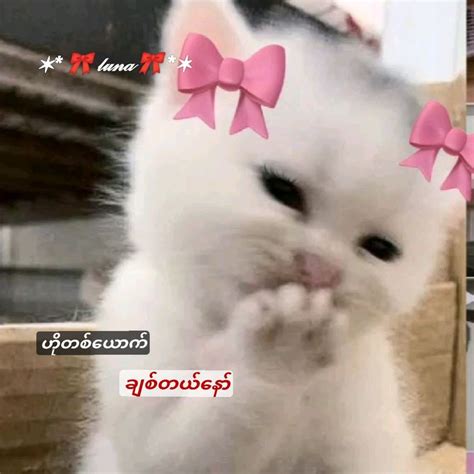 ဟိုတစ်ယောက် ချစ်တယ်နော် 🎀 𝓁𝓊𝓃𝒶 🎀 Kittens Cutest Cute Cat Cat Memes