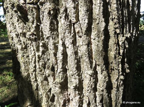 Populus Trichocarpa Torr And A Gray Ex Hook 1852 Salicacées