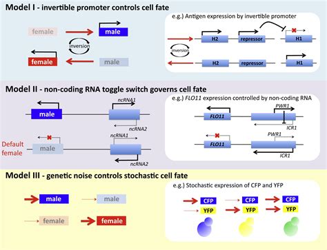 Evolution Of Eukaryotic Microbial Pathogens Via Covert Sexual