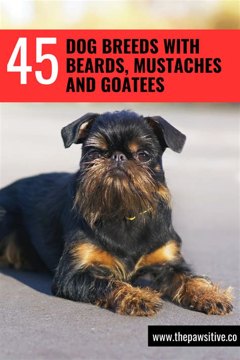 45 Dog Breeds With Beards Mustaches And Goatees Artofit