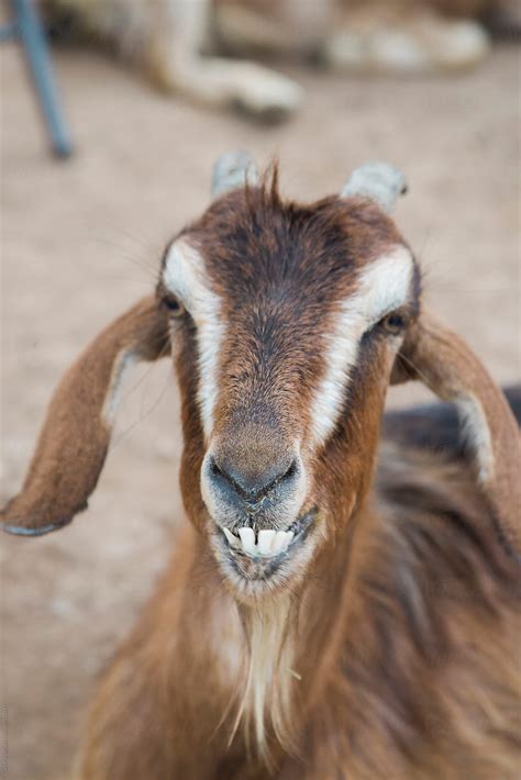Portriat Of A Goat With Bad Teeth By Stocksy Contributor Gary Parker