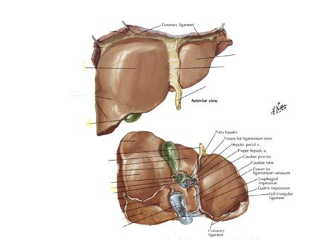 Surface And Bed Of Liver Diagram Quizlet