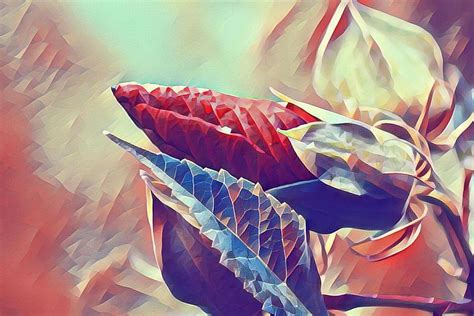 Hibiscus Budding Photograph By Selena Lorraine Pixels