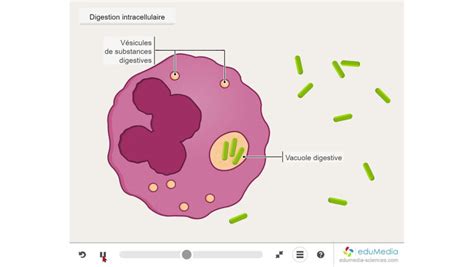 Phagocytose Sciences And Technologies