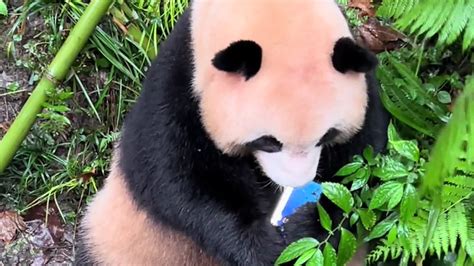 游客手机掉落被大熊猫梅兰啃咬，官方回应：已带回做身体检查凤凰网视频凤凰网