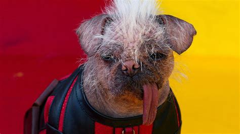 Life With The Ugliest Dog Who Now Stars In Deadpool And Wolverine Bbc