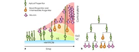 General Pattern Of Development Of The Cerebral Cortex In Mammals A Download Scientific