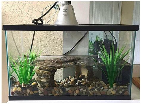 Turtle And Fish Tank Setups