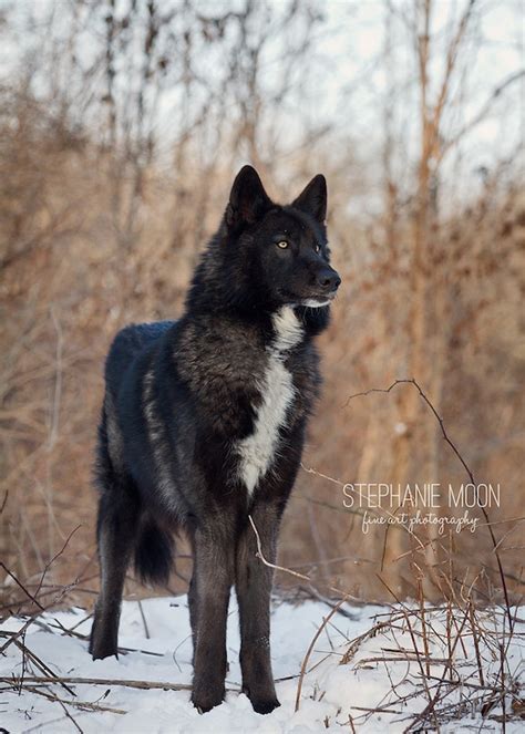 Schwarzer Wolfswelpe