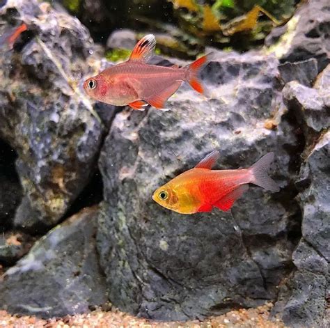 Candy Cane Tetra Care Guide And Species Profile Fishkeeping World