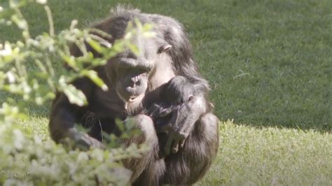 Nace En Bioparc De Valencia Una Cría De Una Subespecie De Chimpancé En