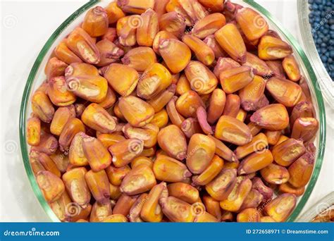Corn Seeds In Petri Dishes With A Red Pesticideclose Up Corn In Petri