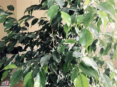 شرایط نگهداری و مراقبت از گل بنجامین