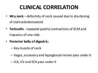 Anterior Traingle Of Neck 2pptx