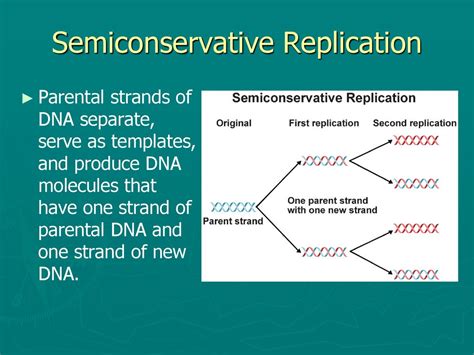 Chapter 12 Molecular Genetics Ppt Download