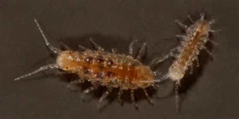 Asellota Alchetron The Free Social Encyclopedia