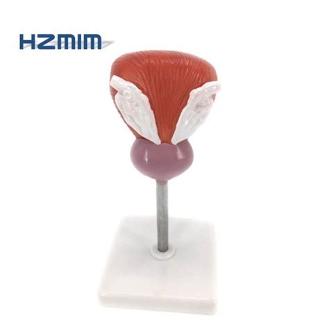 Human Medical Anatomical Urinary Bladder Model Shopee Malaysia