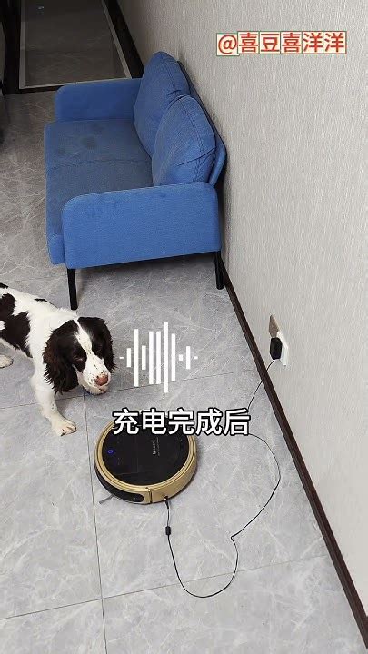 跟看家守门是一个道理不养狗不知道养狗的乐趣 狗子日常 狗子成精了 Youtube