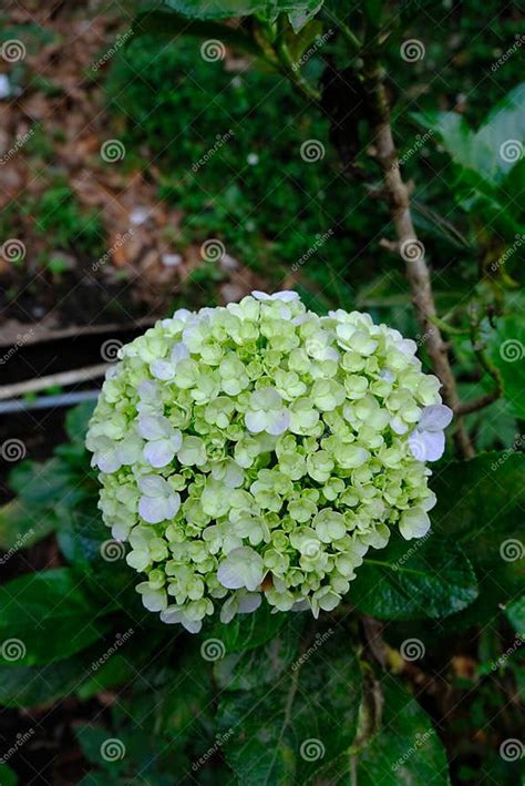 Hydrangea Flower Hydrangea Macrophylla Blooming In Spring And Summer