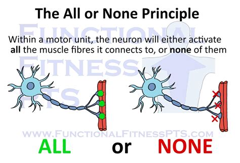 What Is The All Or None Principle Functional Fitness Pts