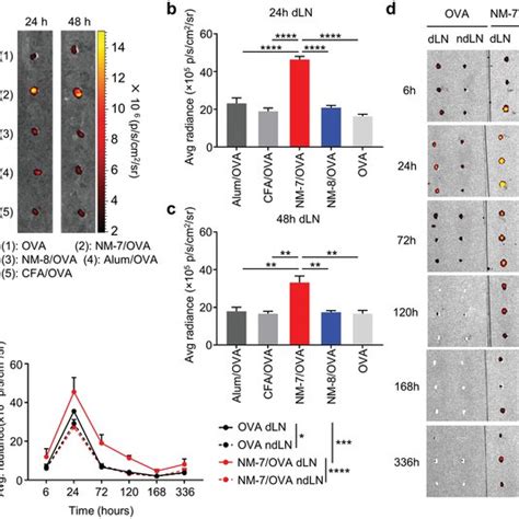 Nm‐7ovalbumin Ova Nanovaccine Stimulates Conventional Dendritic