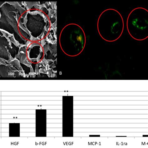 A Sem Scanning Electron Microscope Analyses Of Huvec Cultured Onto
