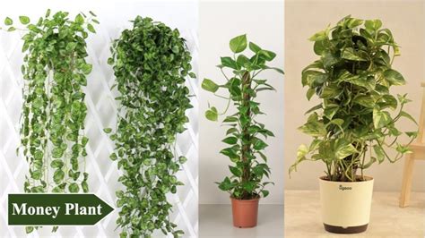 Climber Plants In India Explore 6 Fascinating Ways To Grow