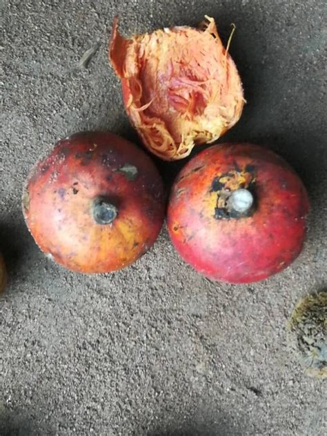 How To Propagate Gambeya Lacourtiana Propagate One