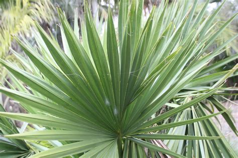 Dwarf Palmetto Native Plant Growing Guide
