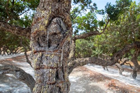 Premium Photo Mastic Gum Resin Flows From The Mastic Tree Chios Island Greece