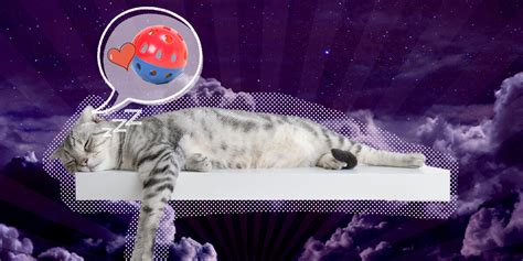 Do Cats Dream When They Sleep What Science Tells Us Dodowell The Dodo