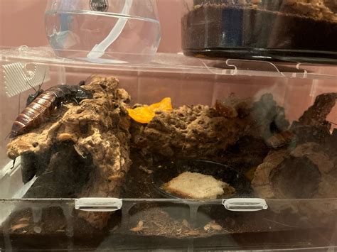 Is My Roach Sick None Of My Other Roaches Have This White Powder On It R Hissingcockroach