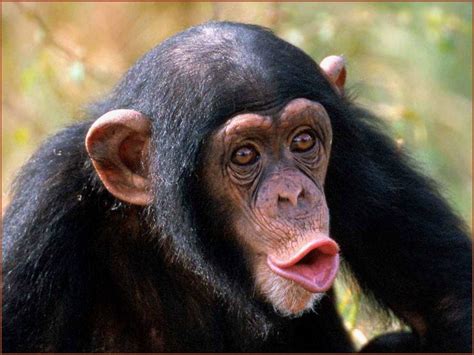 Monkey Wallpapers Wallpaper Cave