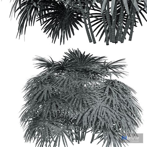 Rhapis Excelsa Small 3bush 3d Model Buy Download 3dbrute