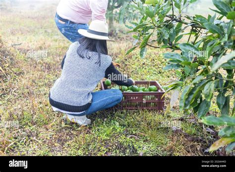 Avocado farm mexico hi-res stock photography and images - Alamy