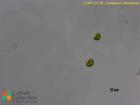 Coelastrum Microporum