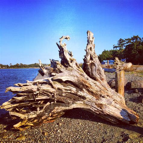 Best Beaches To Find Driftwood Uk At Tara Brothers Blog