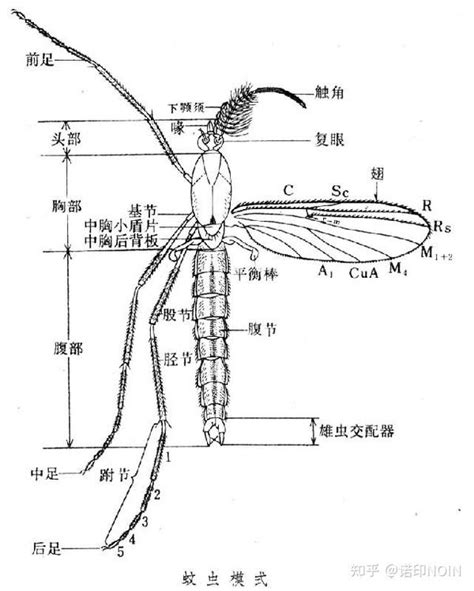 【蚊化冷知识】你分得清蚊子的性别吗 知乎