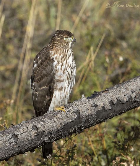Juvenile Coopers Hawk Vs Sharp Shinned Coopers Hawk Vs Sharp Shinned