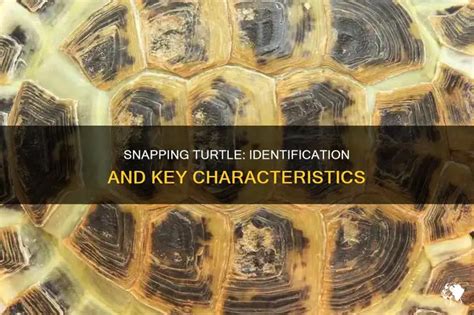 Snapping Turtle Identification And Key Characteristics Petshun