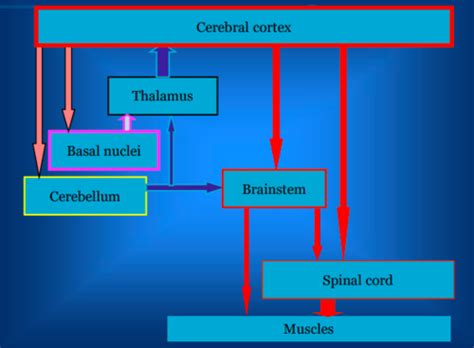 Neurological Bases Of Speech Flashcards Quizlet