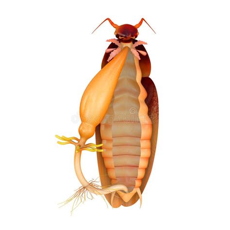 Cockroach Digestive System Stock Illustration Illustration Of Isolated