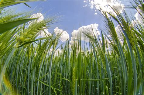 Field Grass Corn Free Photo On Pixabay Pixabay