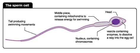 16 2 Reproduction In Humans Biology4igcse