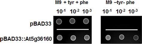 Functional Complementation Analysis Fca A Laboratory Exercise Designed