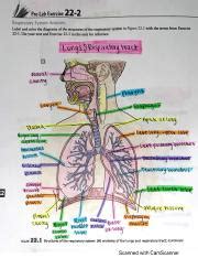 Anatomy Of The Respiratory System Label And Color Diagrams Course Hero